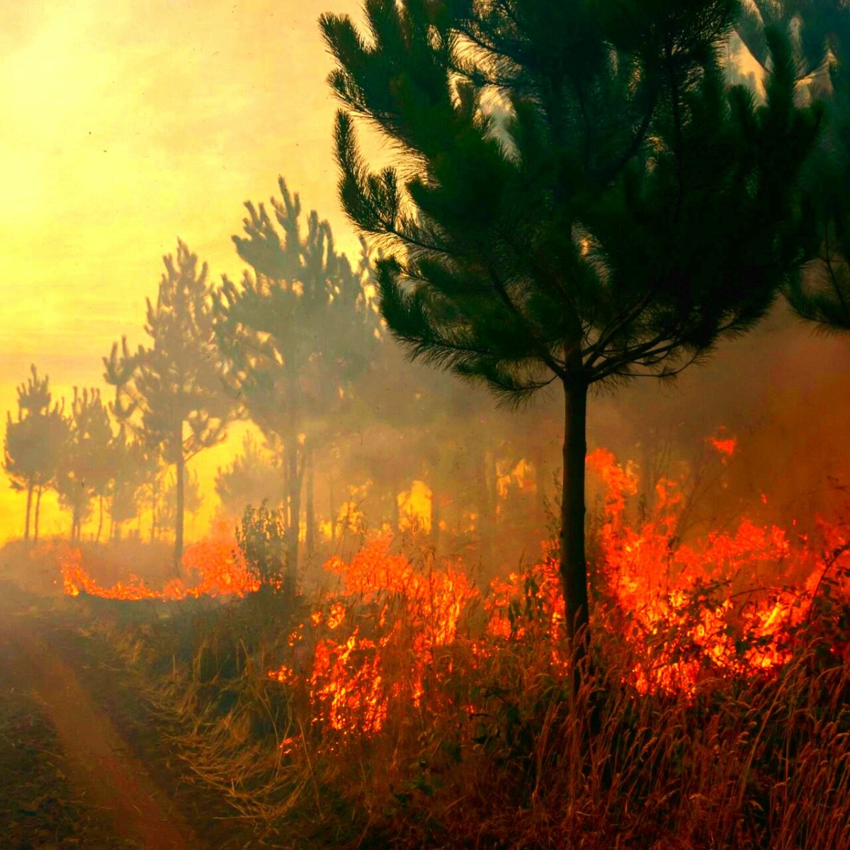 Los bosques artificiales de pino y eucalipto; un verdadero combustible ...